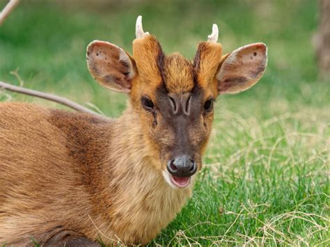 The V Shaped Frontal Glands Of The Muntjac On Its Forehead Are Mostly
