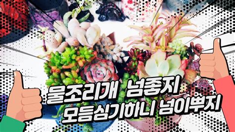 식물이좋아요인기동영상숙다육티비다육식물 다육이키우기 다육이 초보다육 다육이들베란다다육이 多肉植物힐링음악 수면음악