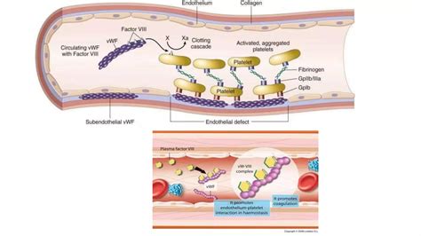Platelet Structure And Function 1 PPTX