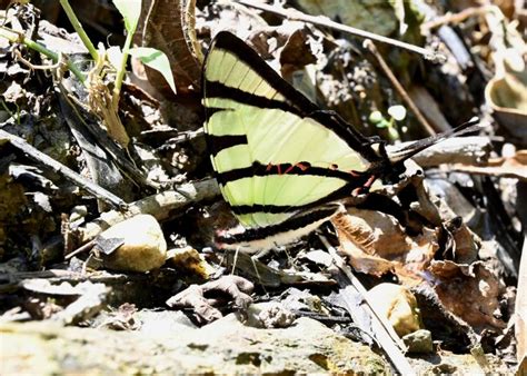 Graphium Agetes Agetes Butterfly