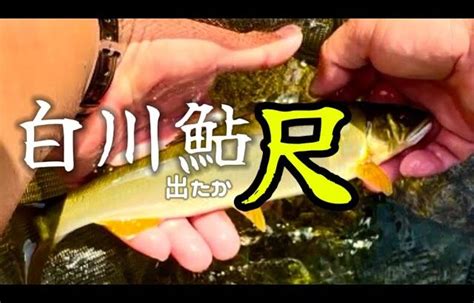 鮎釣り白川で鮎釣りメチャデカい鮎が釣れました 鮎釣り動画まとめサイト