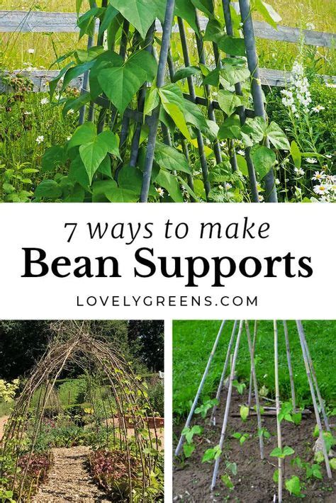 A Comprehensive Look At DIY Bean Supports And Bean Trellises For Growing Climbing Beans