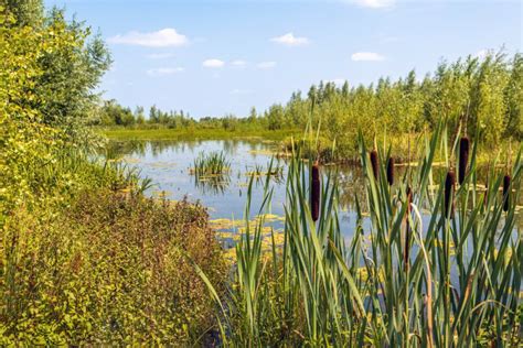 Freshwater Swamp Plants