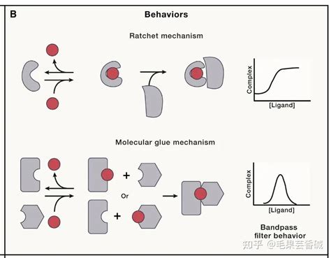 蛋白质从头设计——从新结构到可编程功能 知乎