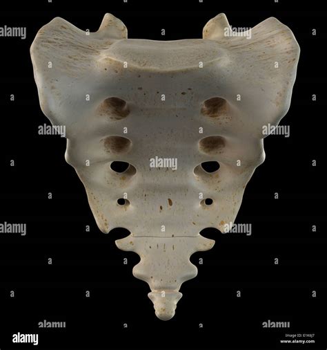 Sacrum Bone