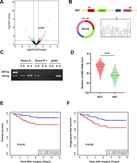 Circular Rna Identification Using Rna Seq And Characteristics Of Download Scientific Diagram