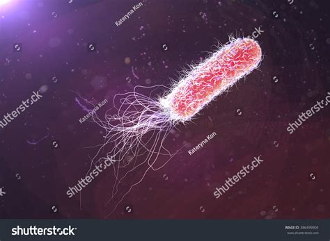 Pseudomonas Aeruginosa