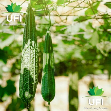 Jual Ufi 2 Biji Benih Bibit Oyong Gambas Pagoda F1 Hibrida Shopee Indonesia