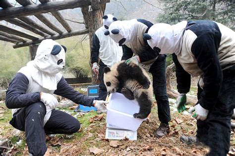 Chinese Caretakers Pretend To Be Pandas As They Give Cubs Back To
