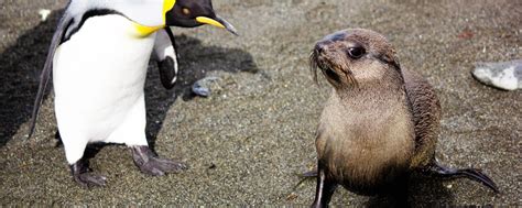 Seals Discovered Having Sex With Penguins Canadian Raelian Movement