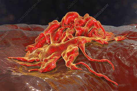 Cancer Cell Illustration Stock Image F0310967 Science Photo Library