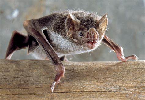 Common Vampire Bat Desmodus Rotundus Display Full Image