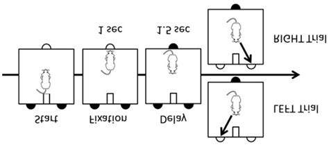 experimental design of the memory guided spatial alternation including