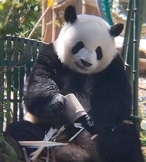 萌兰 高清图片，堆糖，美图壁纸兴趣社区