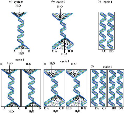 Scheme Of The Dna Replication Cycle In Eukaryotic Cells In The