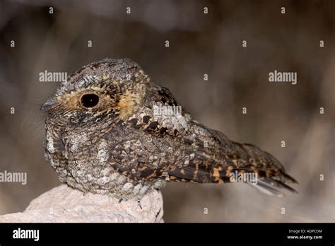Common Poorwill Phalaenoptilus Nuttallii Portal Cochise County Arizona