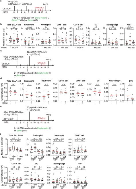Gzmk Expressing Cd8 T Cells Promote Recurrent Airway Inflammatory Diseases Pmc