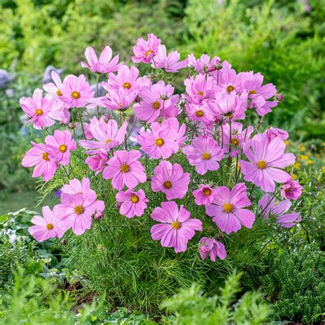 Bulk Cosmos Seeds Rose Bulk Wildflowers