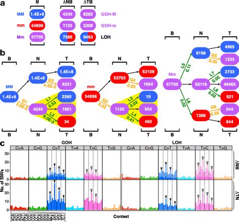 Forward And Reverse Mutations In Stages Of Cancer Development Human