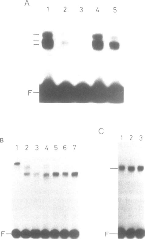 Sequence Specific Dna Binding Activity In B Mori Extracts A Download Scientific Diagram