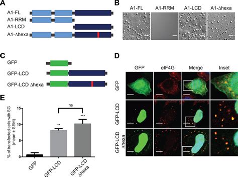 Phase Separation By Low Complexity Domains Promotes Stress Granule