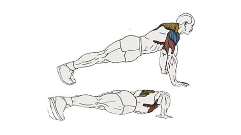Scapula Push Ups Muscles Worked How To Do And Benefits