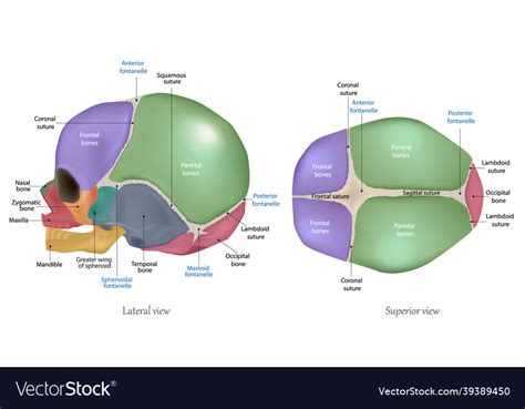 Cranial Sutures