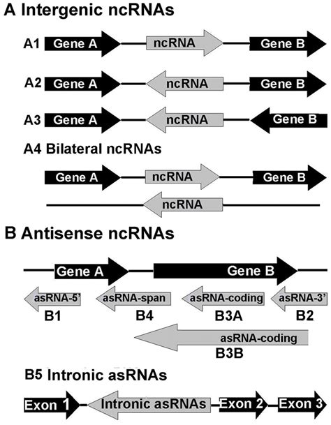 Schematic Representations Of Various Types Of Ncrna Identified In This Download Scientific