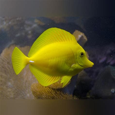 Tangs For Sale Page 3