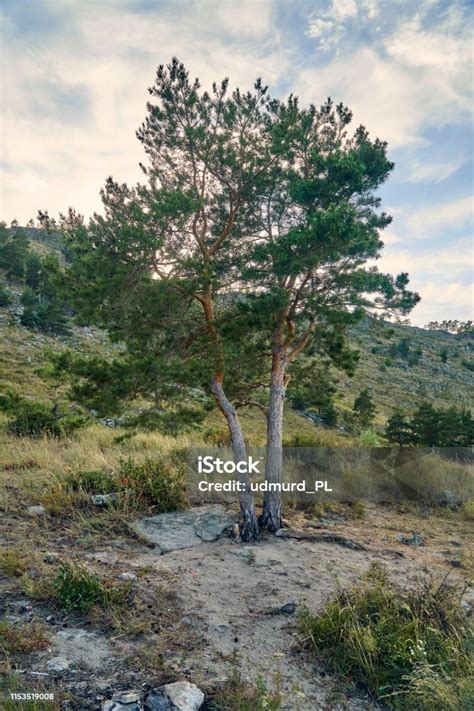 아름 다운 파노라마 공중 여름 뷰이 르 티 쉬 강 계곡에 있는 Bukhtarma 산에 일몰 동부 카자흐스탄 강에 대한 스톡 사진 및 기타 이미지 Istock