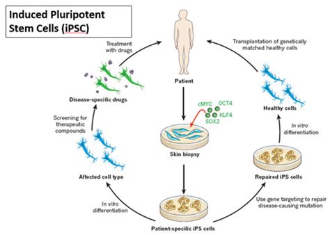 Pathophysiology Disorders Of Leukocytes And Lymphoid Tissue Flashcards