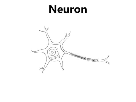Human Neuron Structure Brain Neuron Cell Illustration Synapses Myelin Sheath Cell Body