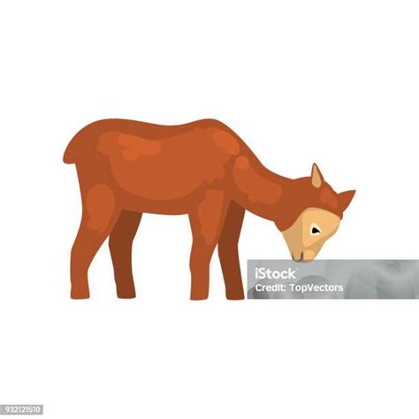 흰색 배경에서 벡터 일러스트 레이 션을 방목 하는 귀여운 갈색 양고기 갈색에 대한 스톡 벡터 아트 및 기타 이미지 갈색