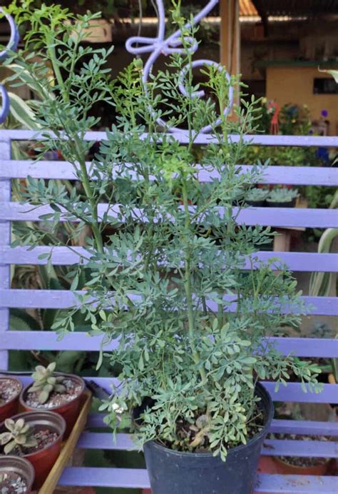 Discover The Health Benefits Of Ruda Plant Plants Craze