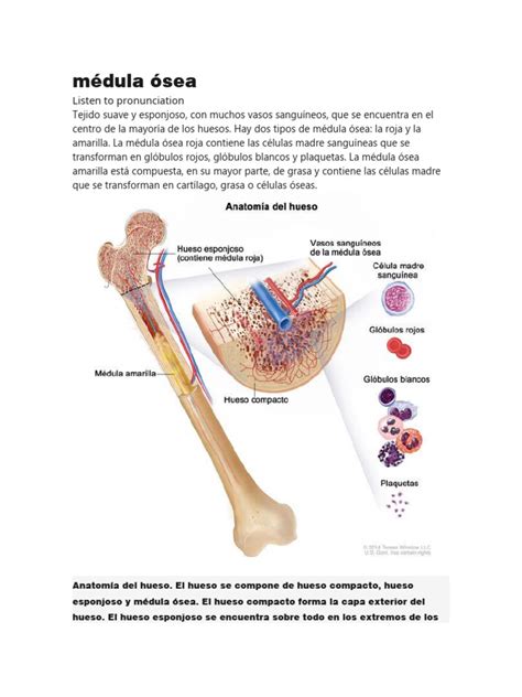 Médula Ósea Pdf