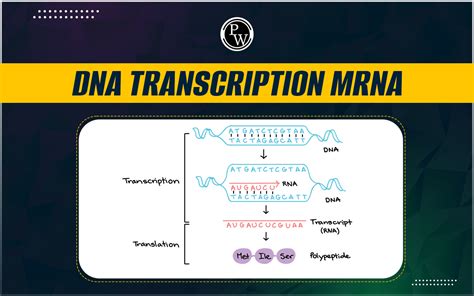 Dna Transcription Mrna Stages Processing Applications
