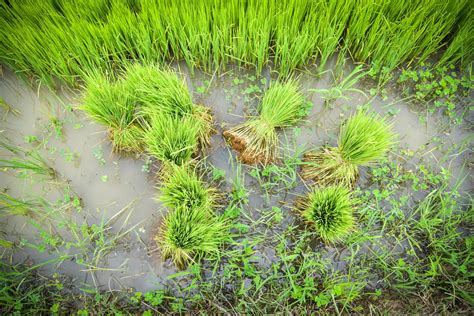 Seedlings Of Rice To Plant In The Farmland Prepared For Cultivation