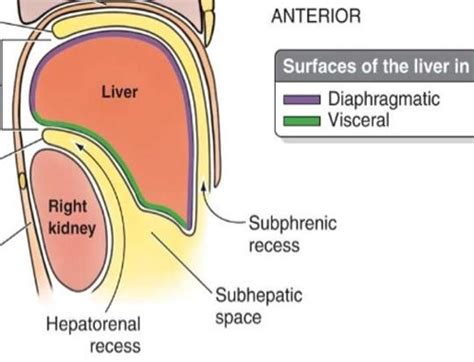 Veterinary Anatomy Digestive System Flashcards Quizlet