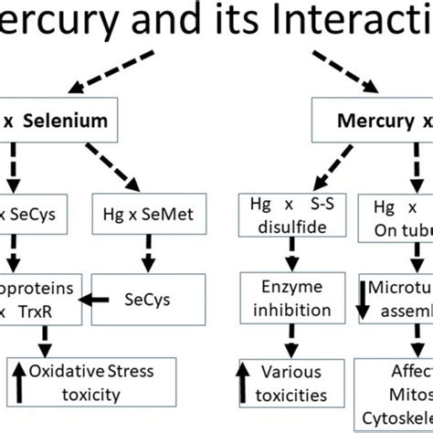 Mercury Interactions With Selenium And Sulfur And The Relevance Of The