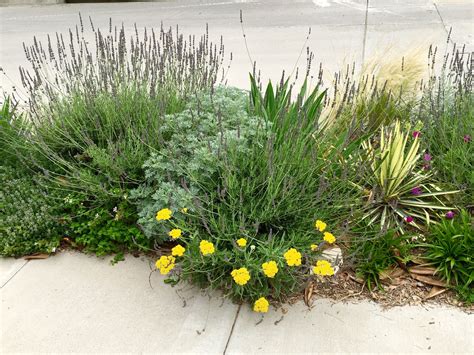 Best Drought Tolerant Plants For North Texas At Martha Cannon Blog