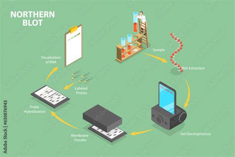 3d Isometric Flat Vector Conceptual Illustration Of Northern Blot