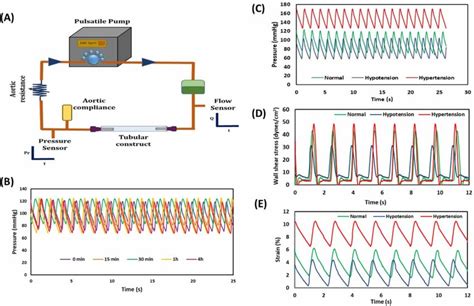 Hemodynamic Strength Assessment By Closed Flow Loop Model System A Download Scientific