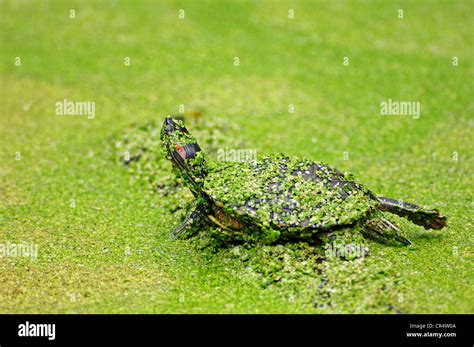 Red Eared Slider Trachemys Scripta Elegans Pseudemys Scripta Elegans