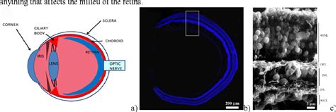 Figure 1 From Functional Histology Of The Retina Semantic Scholar