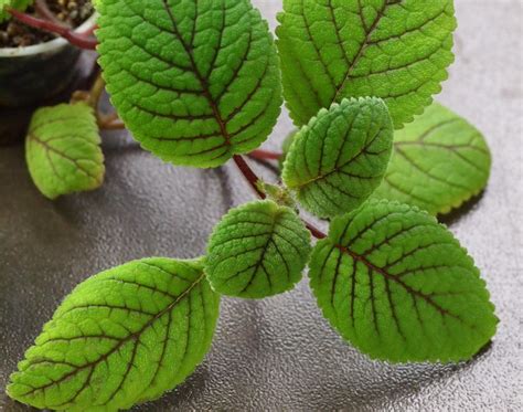 Petal Tones The Blog Edition Niphaea Oblonga