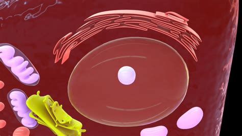 3d Mucous Cell Turbosquid 2190081