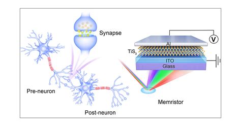 Optoelectronic Artificial Synapses Based On Two Dimensional