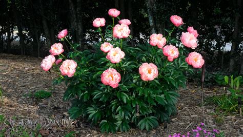 Plants That Had Rather Phyte Than Switch Habits And Habitats Juniper