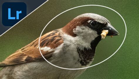 Eliminate High Iso Noise Fast With Lightroom Fstoppers