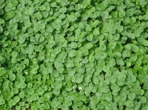 Semillas Oreja De Ratón Cesped Rastrero Dichondra Repens 10g Mercadolibre